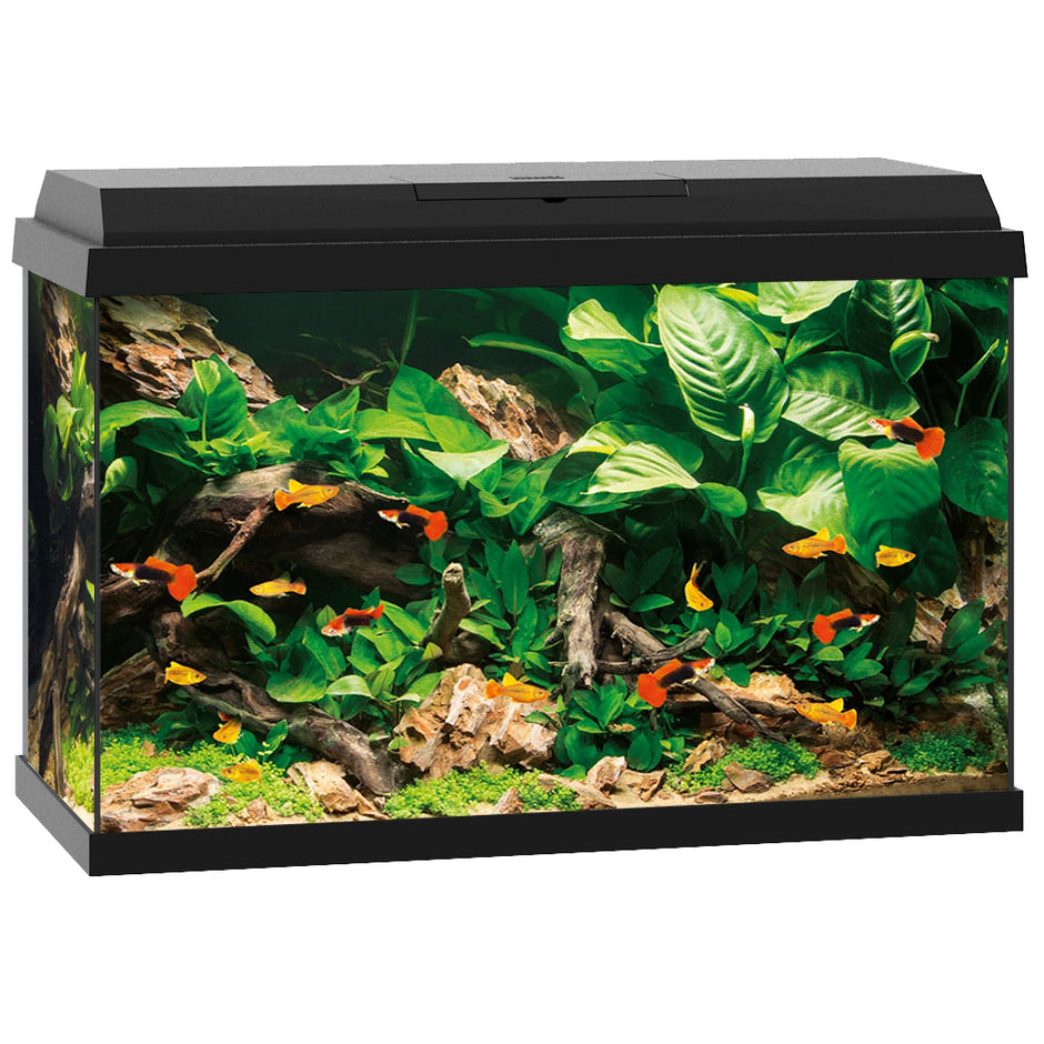 60 Litre Fish Tanks | Medium-sized Aquariums | Aquacadabra
